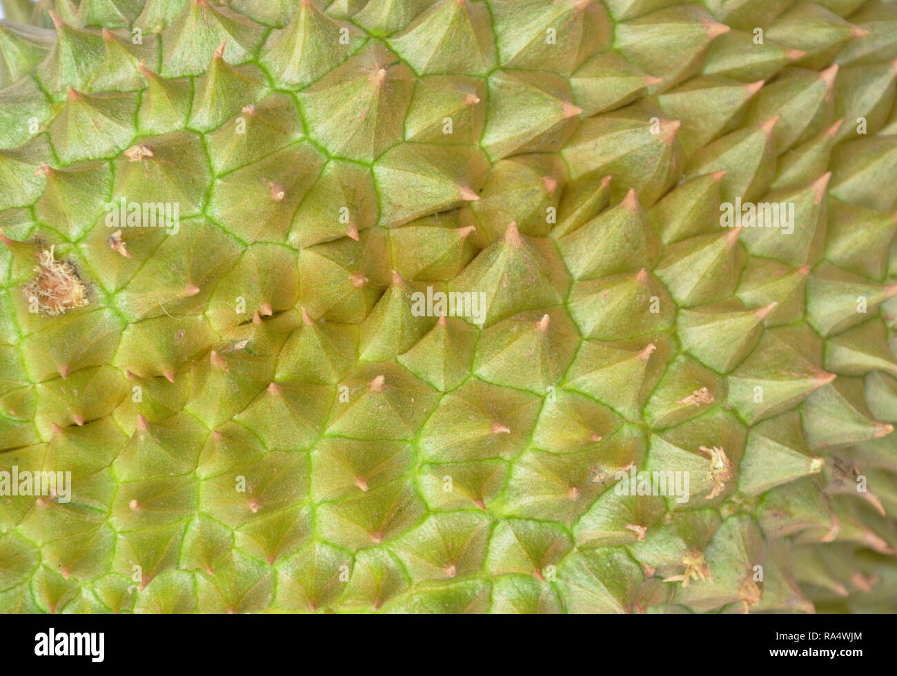 close up of durian thorn texture and background Stock Photo - Alamy