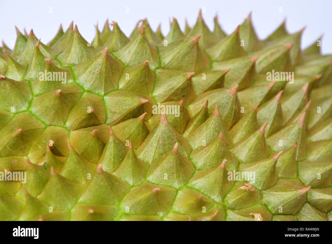 close up of durian thorn texture and background Stock Photo - Alamy