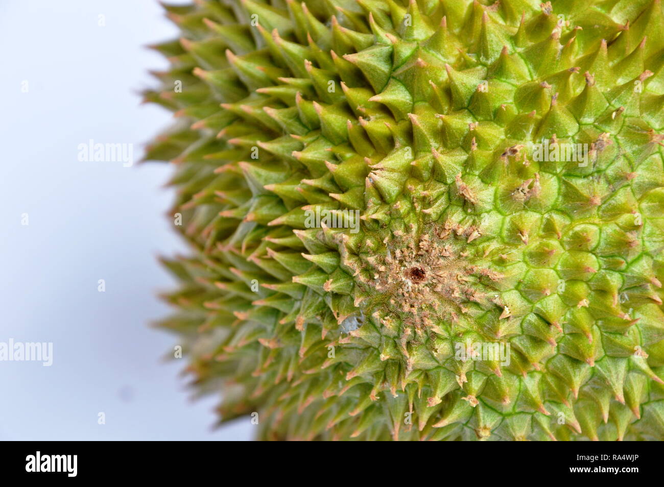 close up of durian thorn texture and background Stock Photo - Alamy