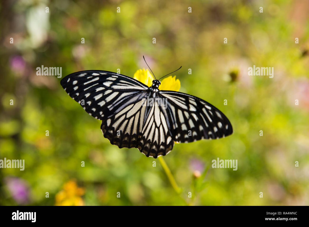 Blue Tiger Butterfly On Flower Stock Photo - Alamy