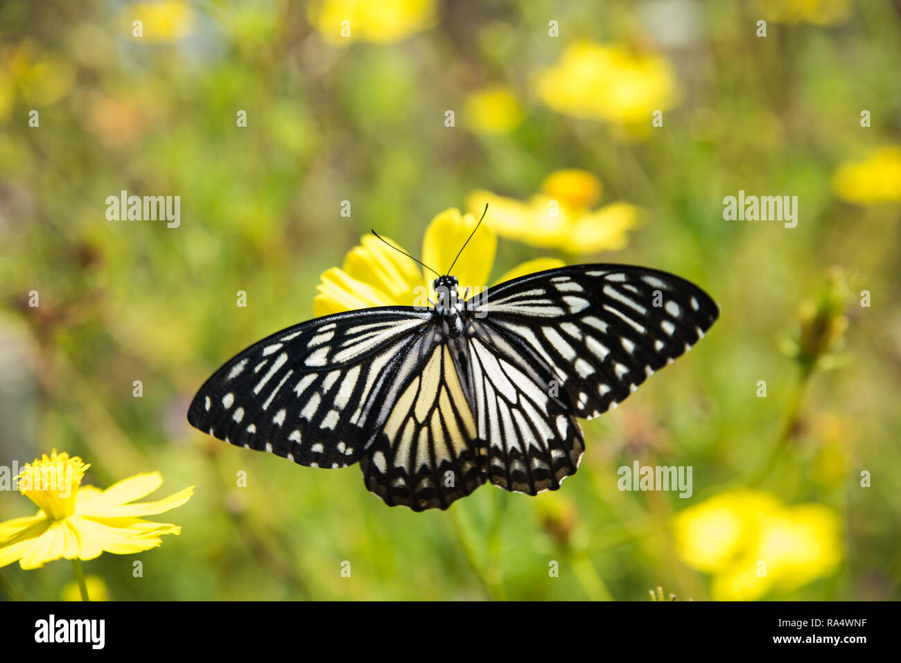 Blue Tiger Butterfly On Flower Stock Photo - Alamy