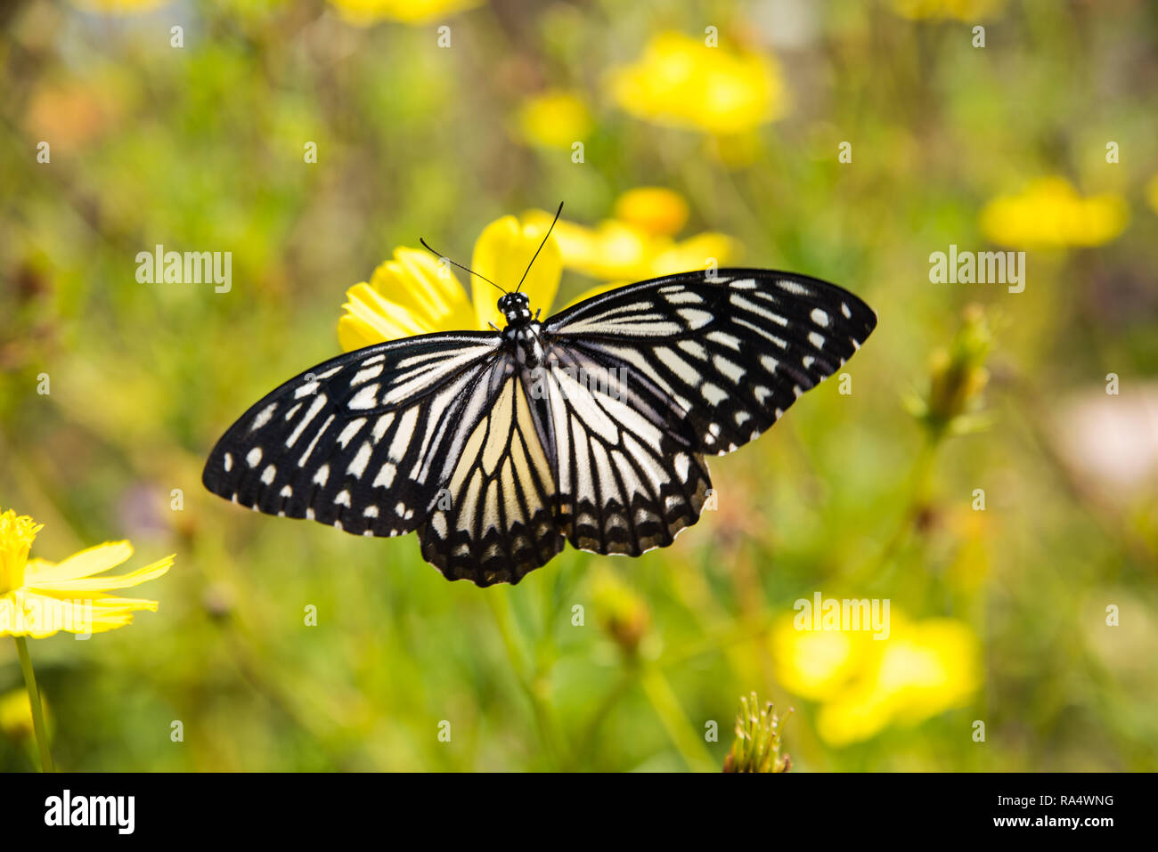 Blue Tiger Butterfly On Flower Stock Photo - Alamy