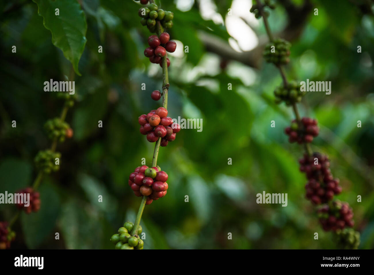 Red Coffee Beans On Tree Stock Photo - Alamy