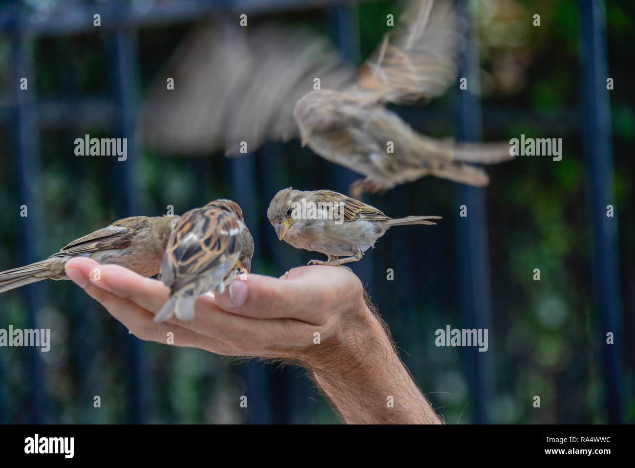 Birds picking grains in hand Stock Photo - Alamy