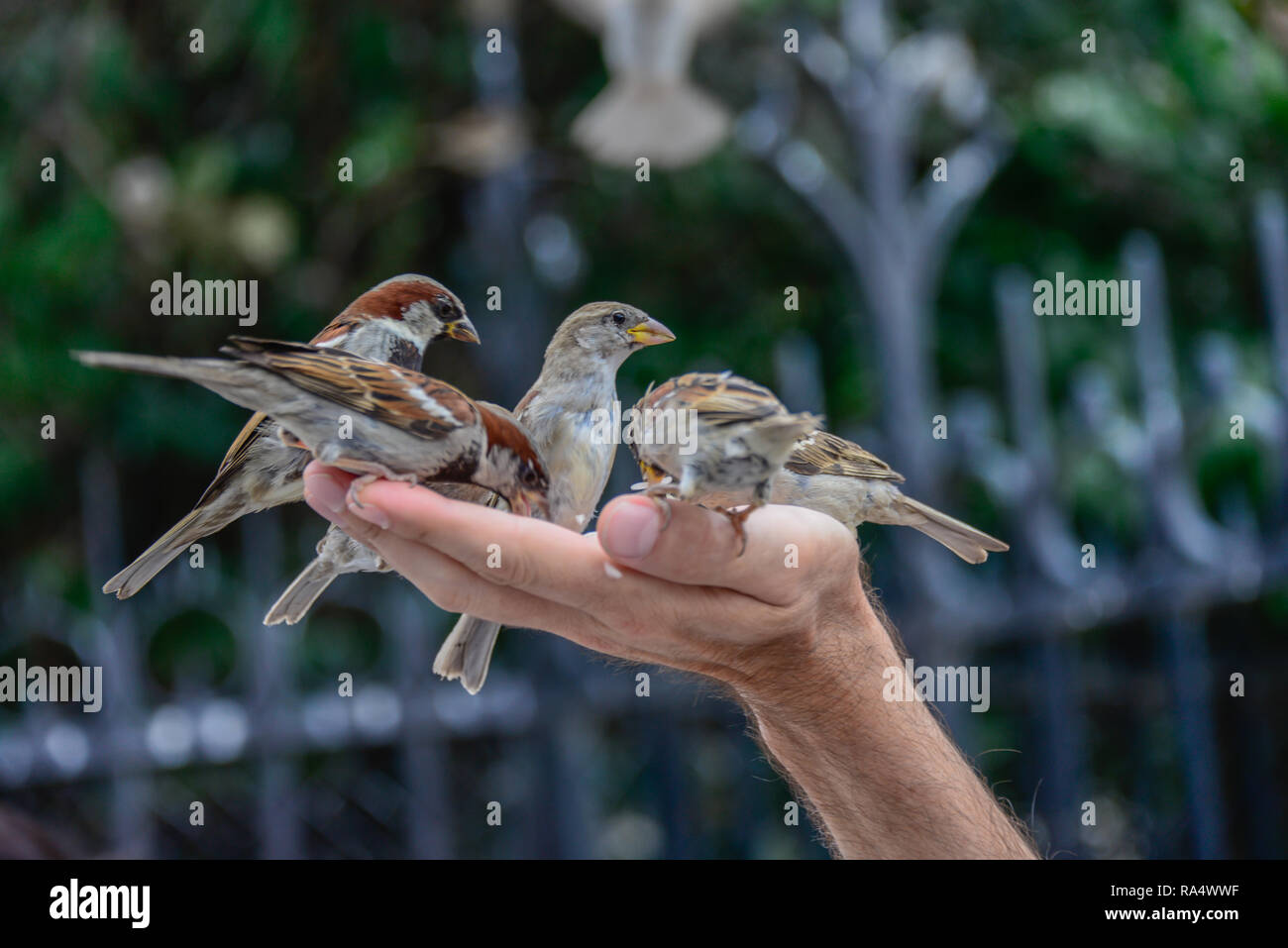 Birds picking grains in hand Stock Photo - Alamy