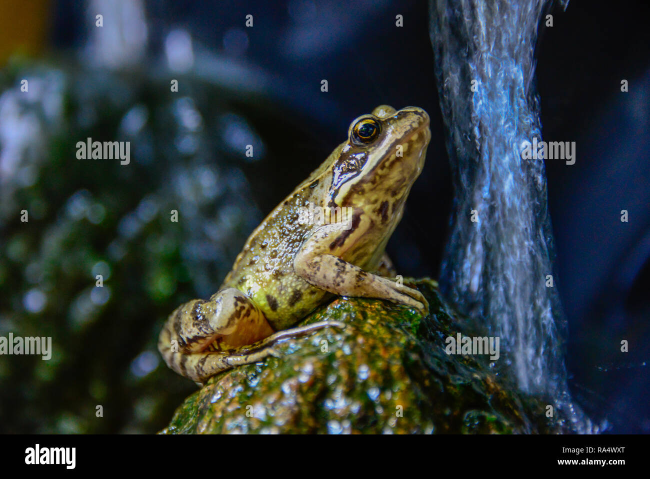 toad Frog in pound Stock Photo - Alamy