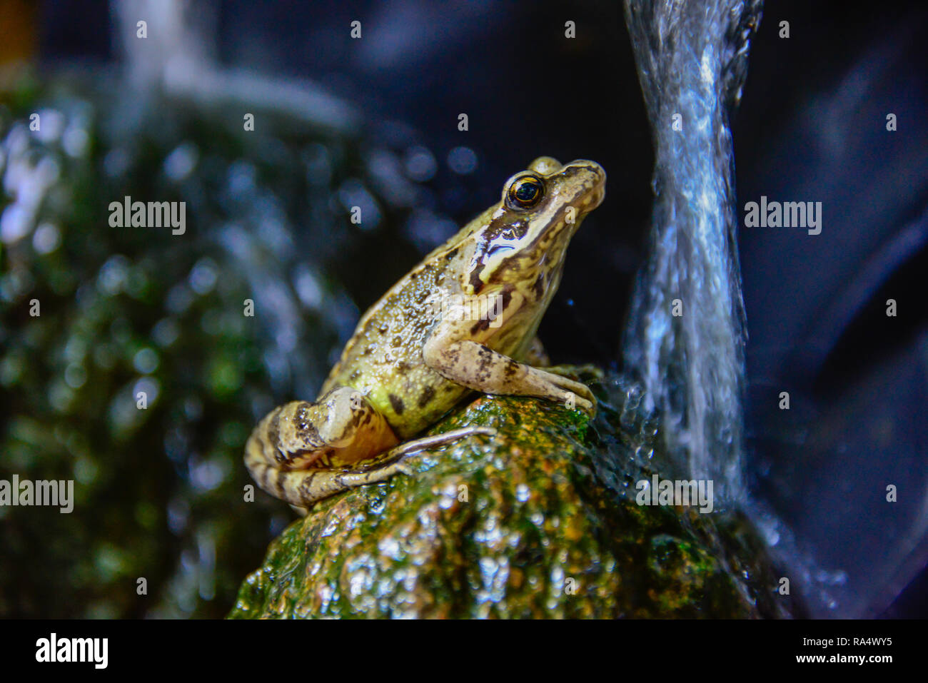 toad Frog in pound Stock Photo - Alamy