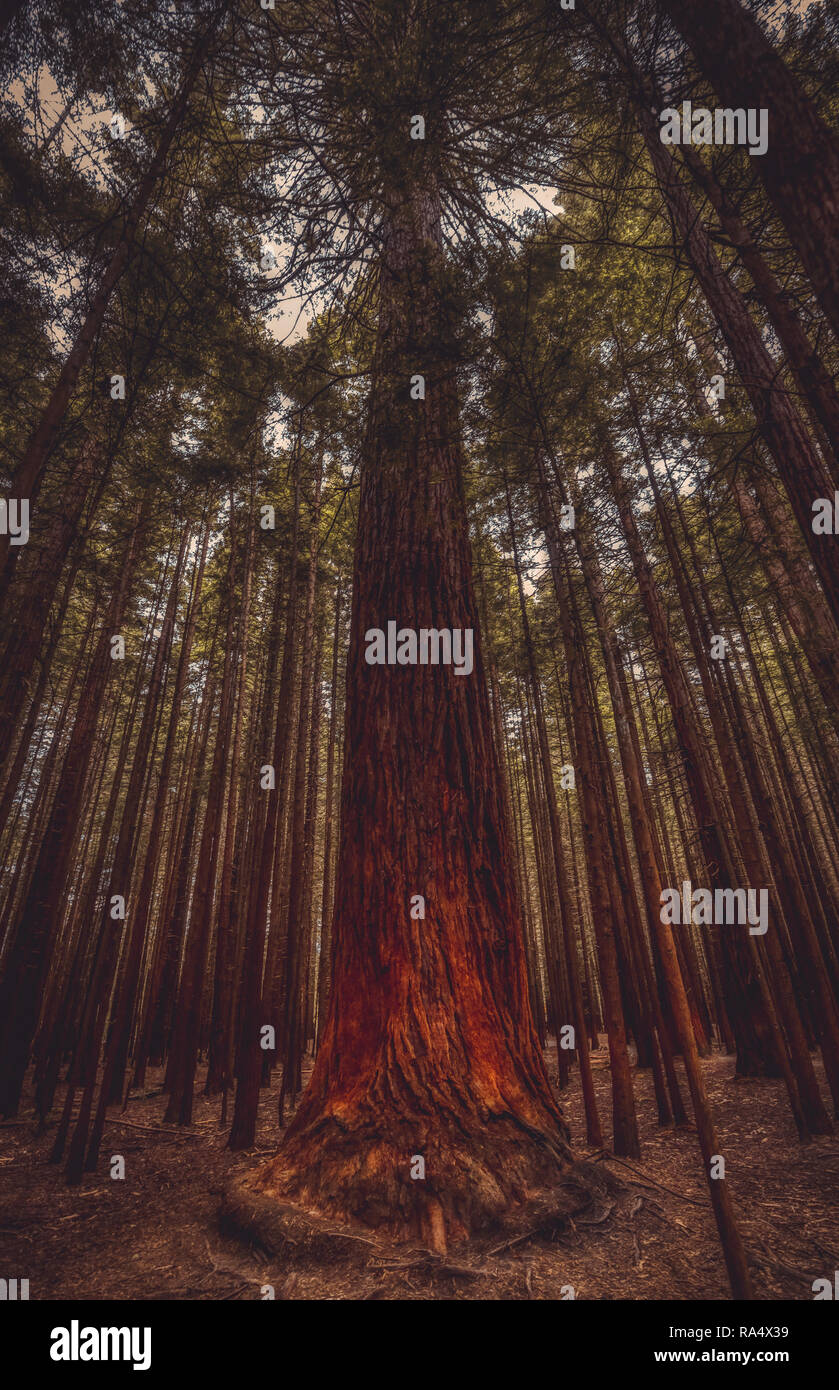 Canopy forest low angle trunk hi-res stock photography and images - Alamy