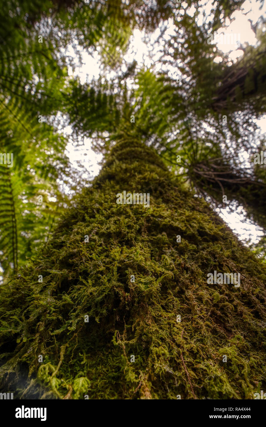 Low angle of vertical tree trunk with dense green moss and leafs of ...
