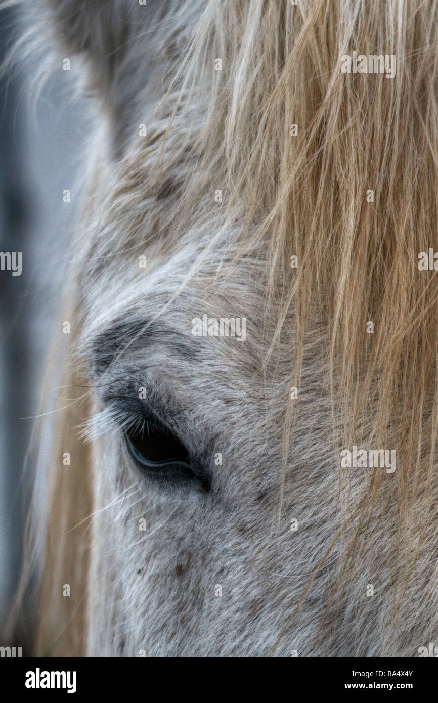 White forelock hi-res stock photography and images - Alamy