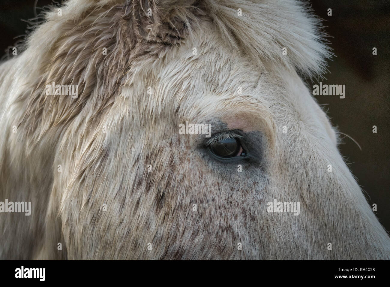 Close up side view on the eye of a dappled grey horse looking ahead ...