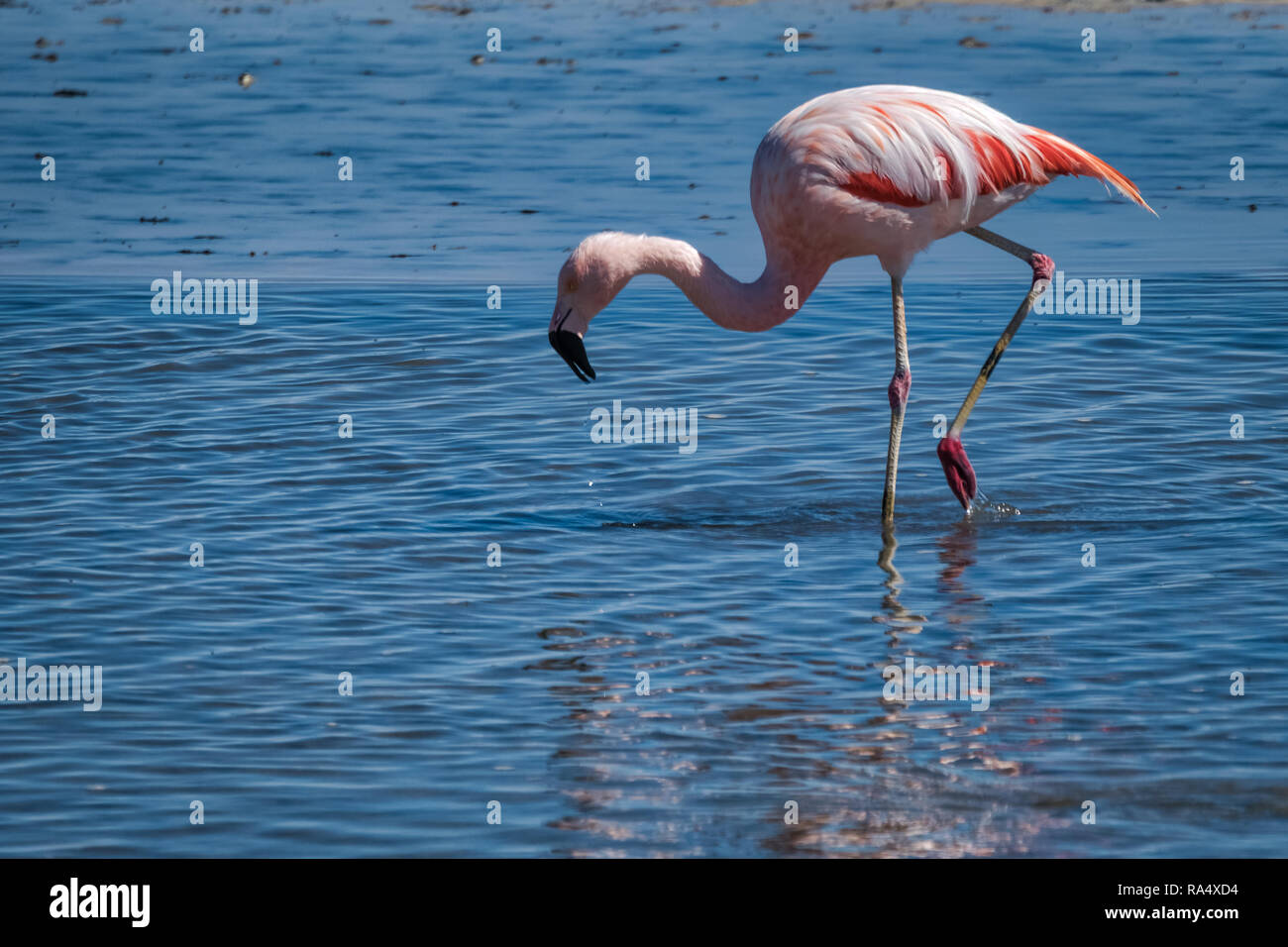 Pink flamingo wading through shallow water in a lake in a National Park ...