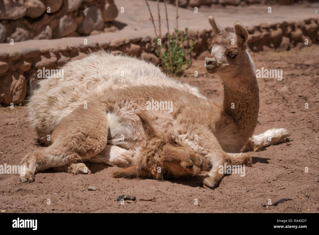 Llama neck hi-res stock photography and images - Alamy