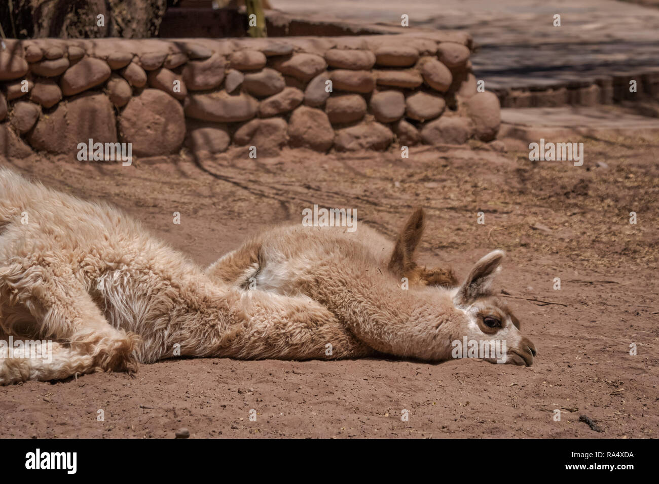 Baby llama sleeping over the neck of its mother lying on dry ground in ...