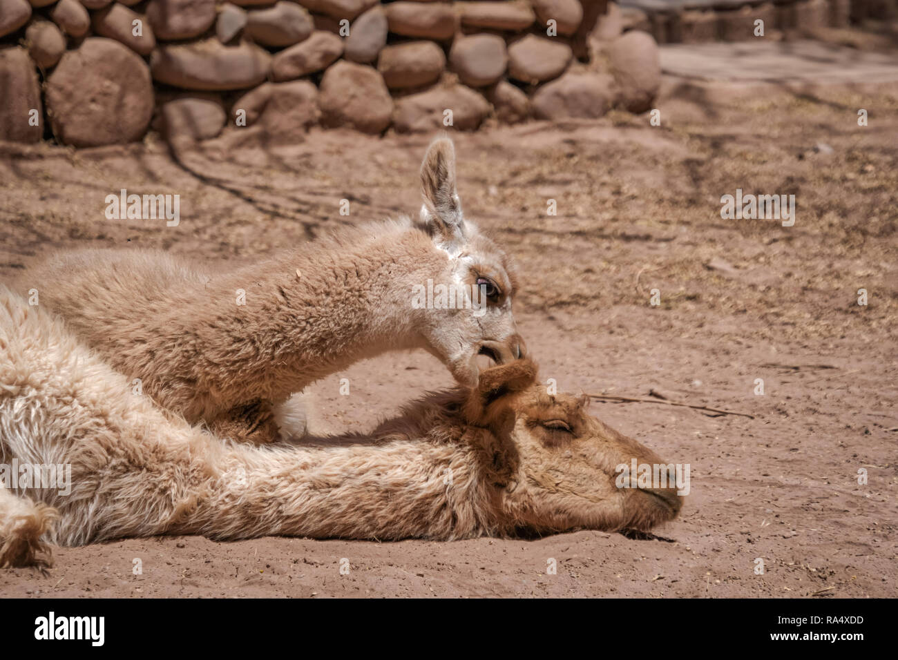 Playful baby llama biting its mothers ear as she lies on dry ground ...