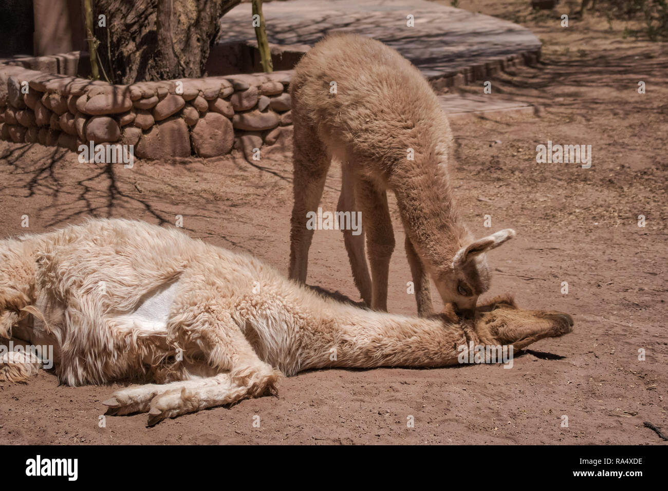 Baby nuzzling hi-res stock photography and images - Alamy