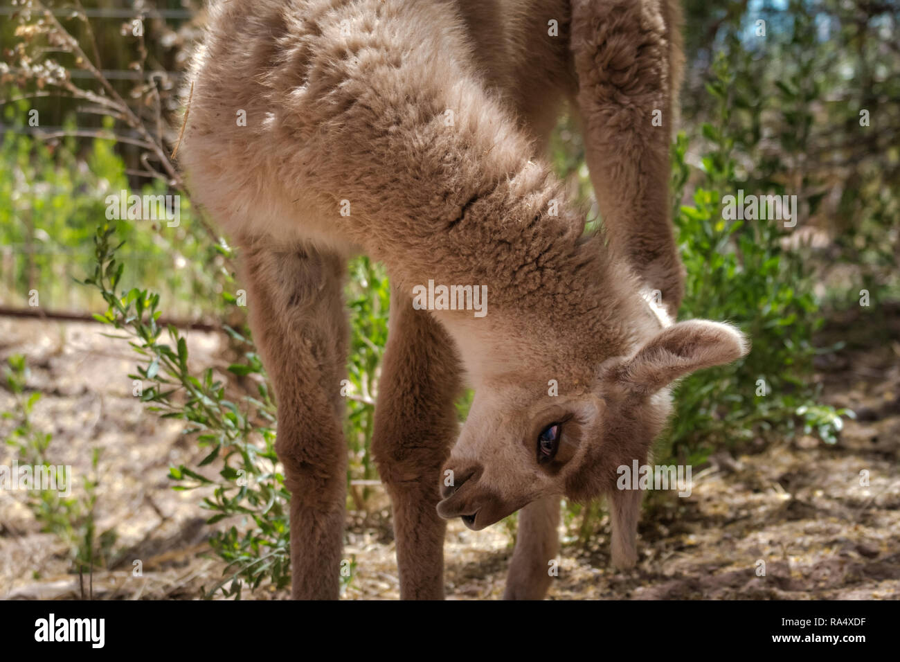Playful little llama peering at the camera with bent head arching its ...