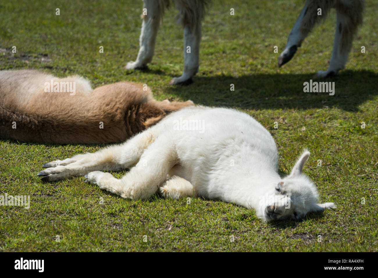 White llamas hi-res stock photography and images - Alamy