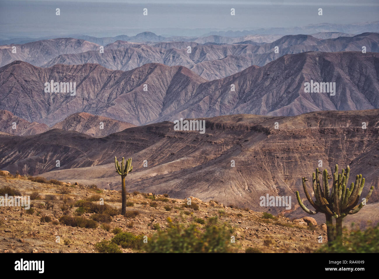 Cactuses growing on the slopes of Andes mountains, with the beautiful ...