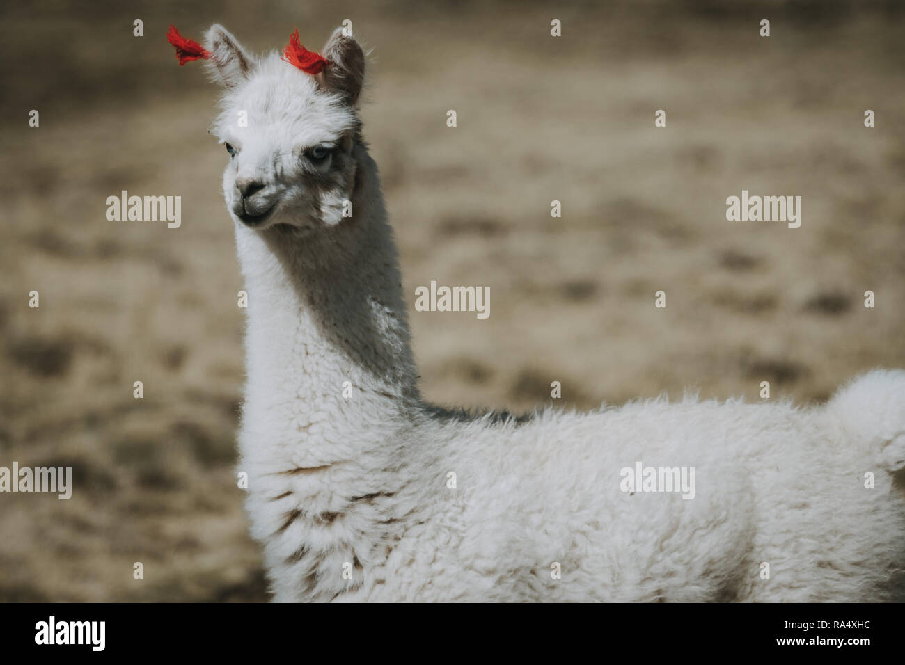 White lama with red decorations on ears, viewed from the side in half ...