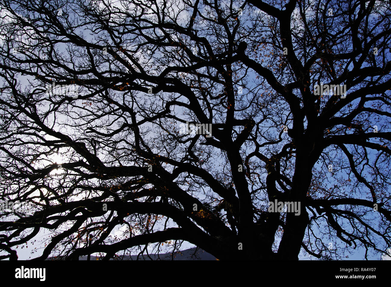 texture of the branches of an old oak tree in winter Stock Photo - Alamy