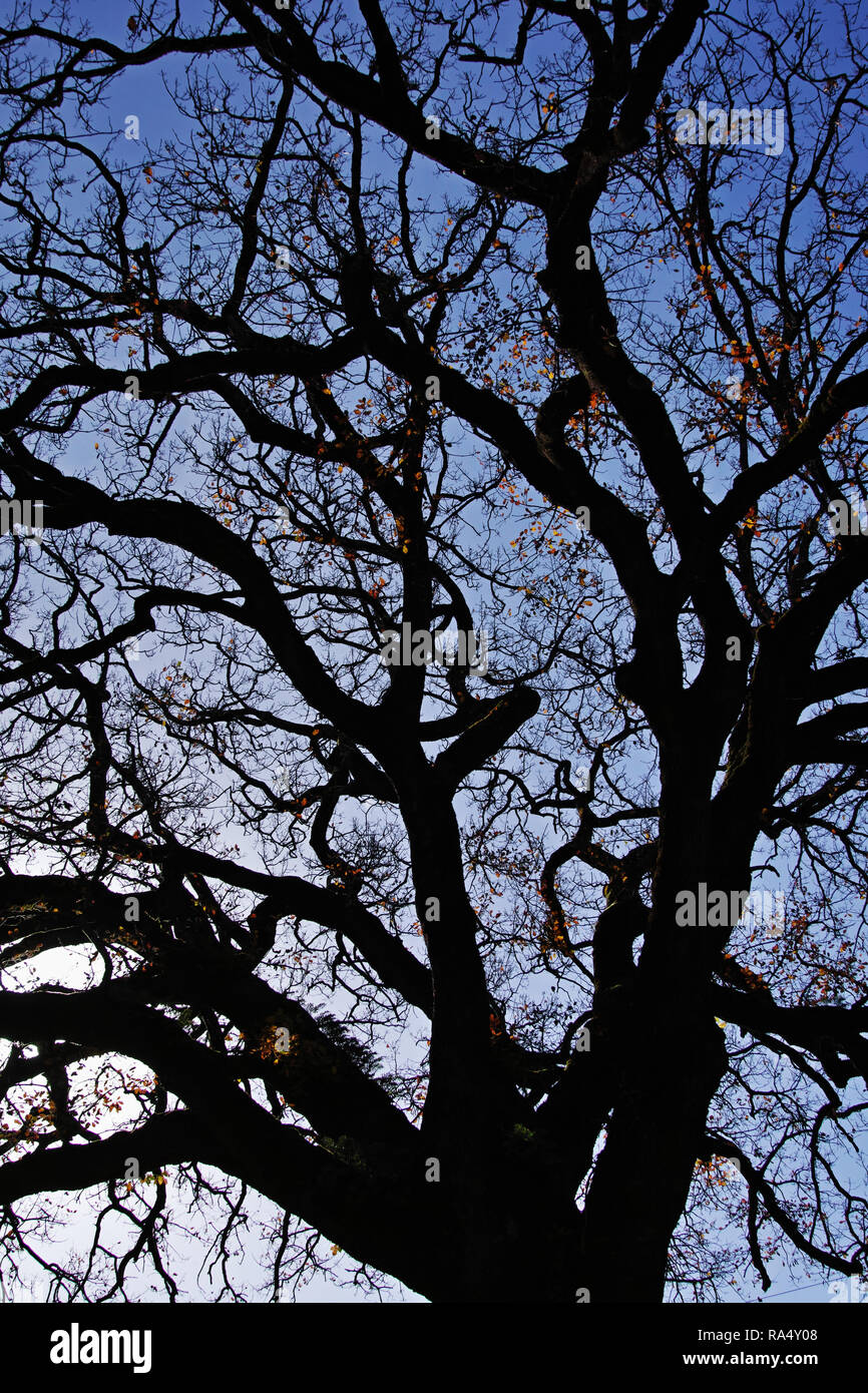 large oak tree in winter, the texture of the bare branches Stock Photo ...