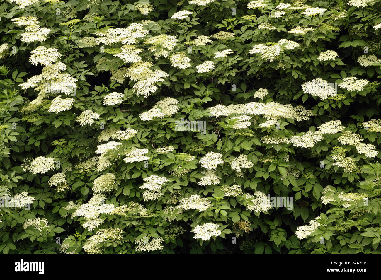 large shrub of european elderberry in blooming Stock Photo - Alamy