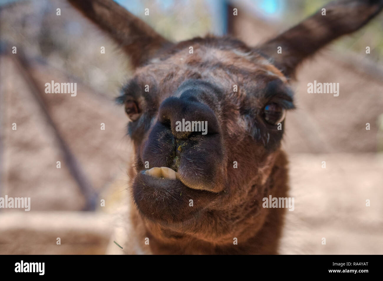 Funny face of brown llama with front teeth biting its own lip, viewed ...