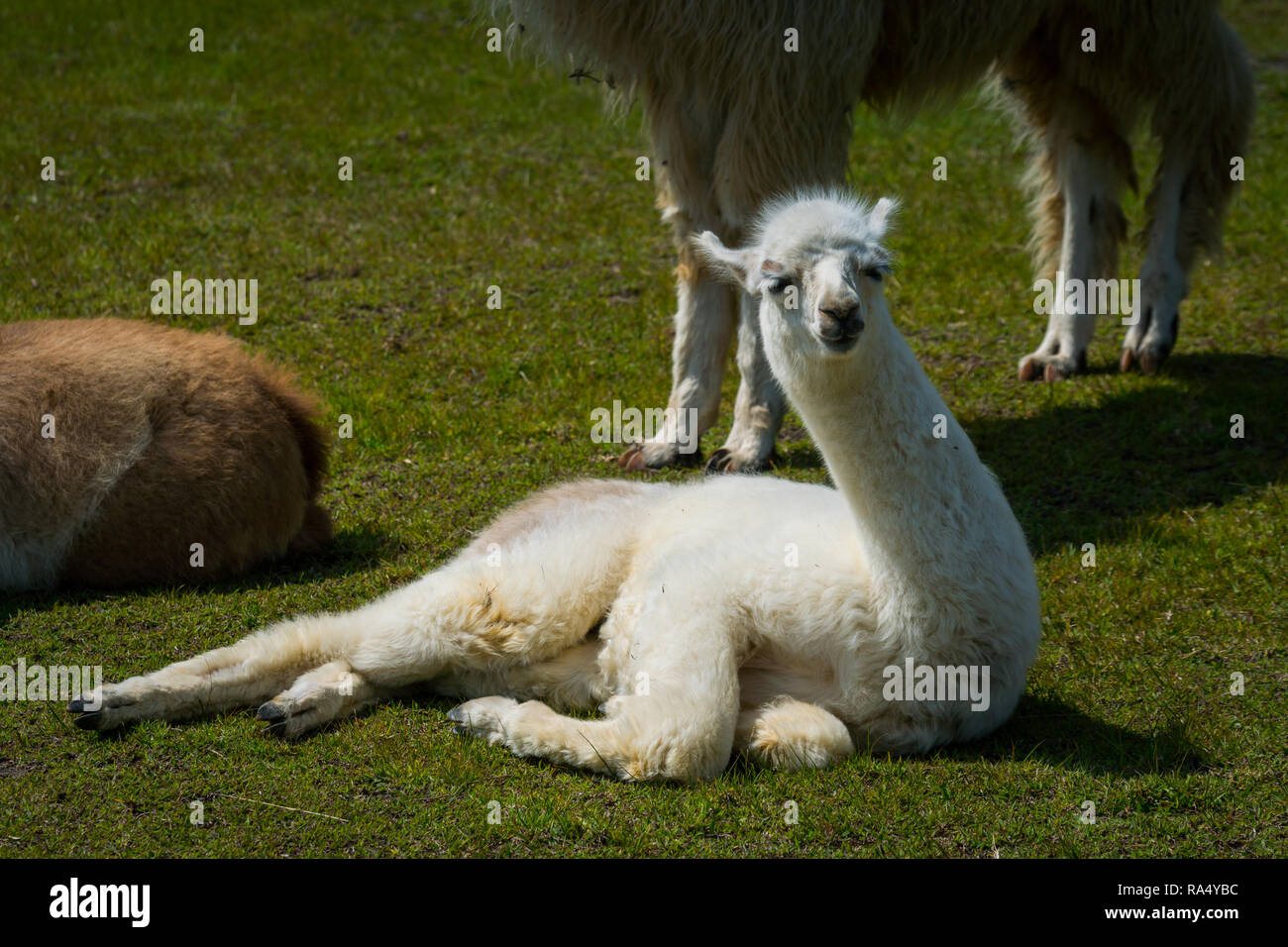 Young white llama resting on lawn with green grass, laying and ...