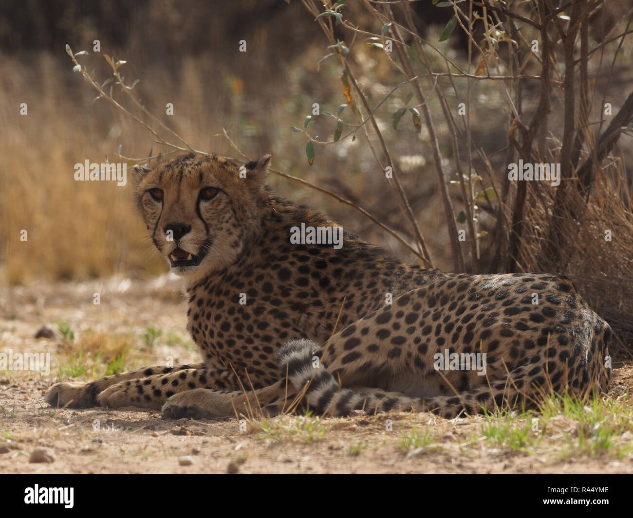 Cheetah in namibia hi-res stock photography and images - Alamy