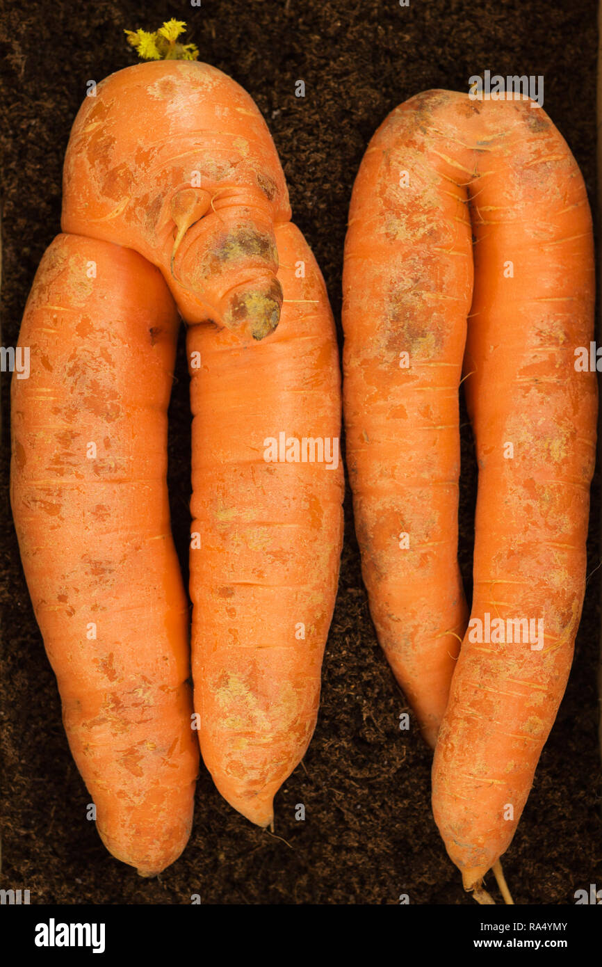 Funny carrot hi-res stock photography and images - Alamy