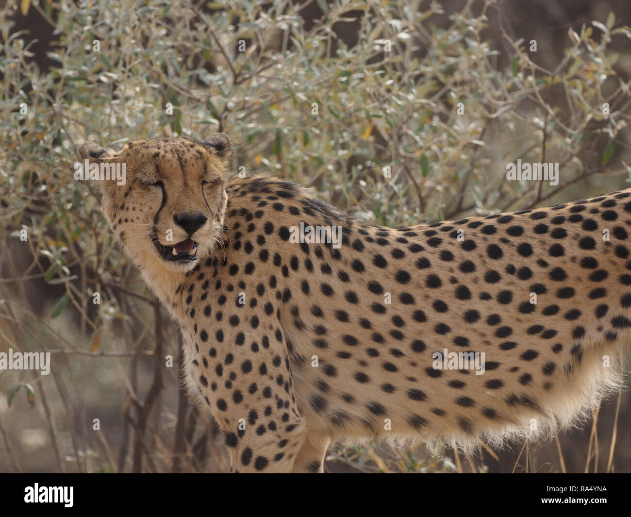 Cheetah in namibia hi-res stock photography and images - Alamy