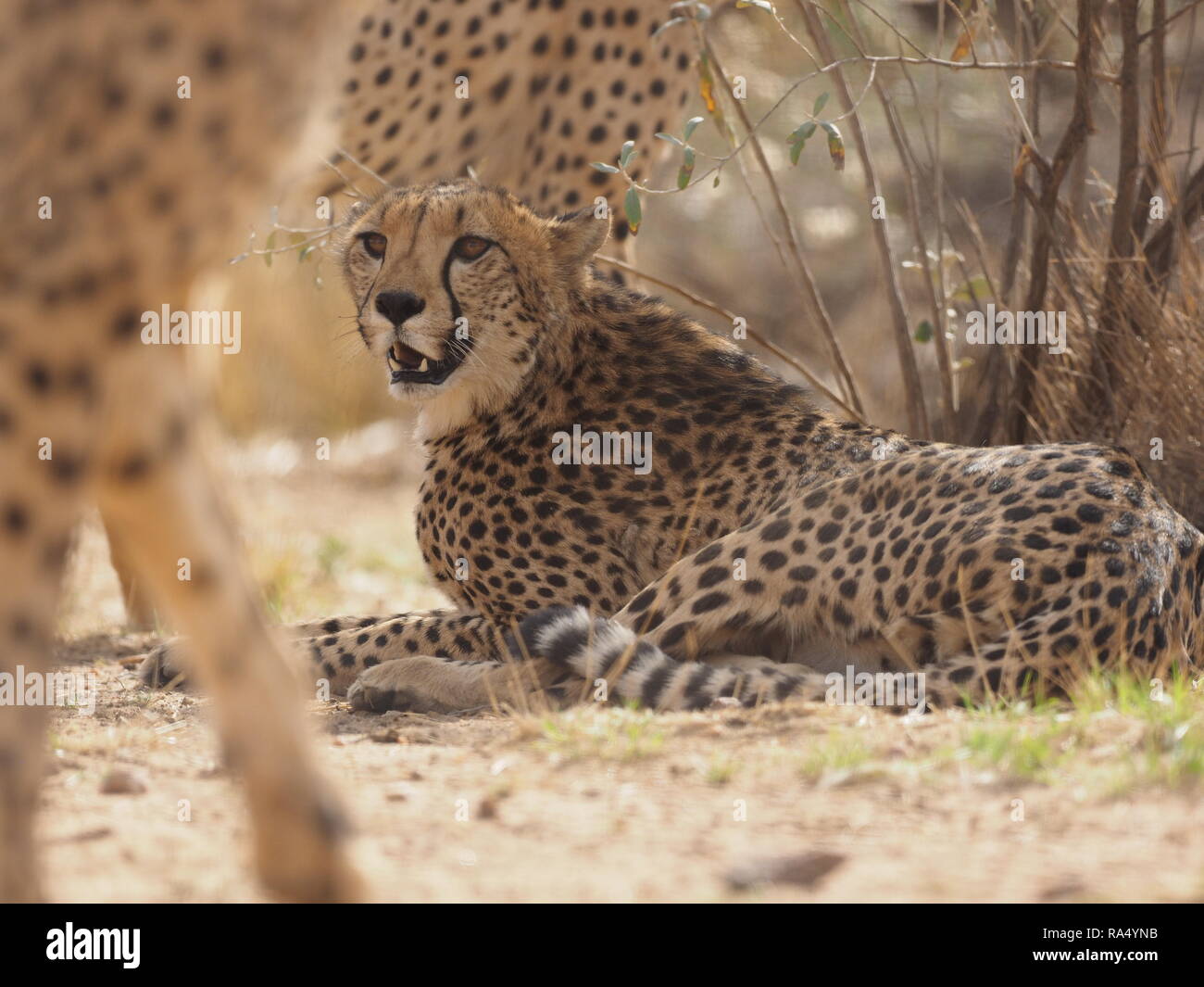 Cheetah In Namibia High Resolution Stock Photography and Images - Alamy