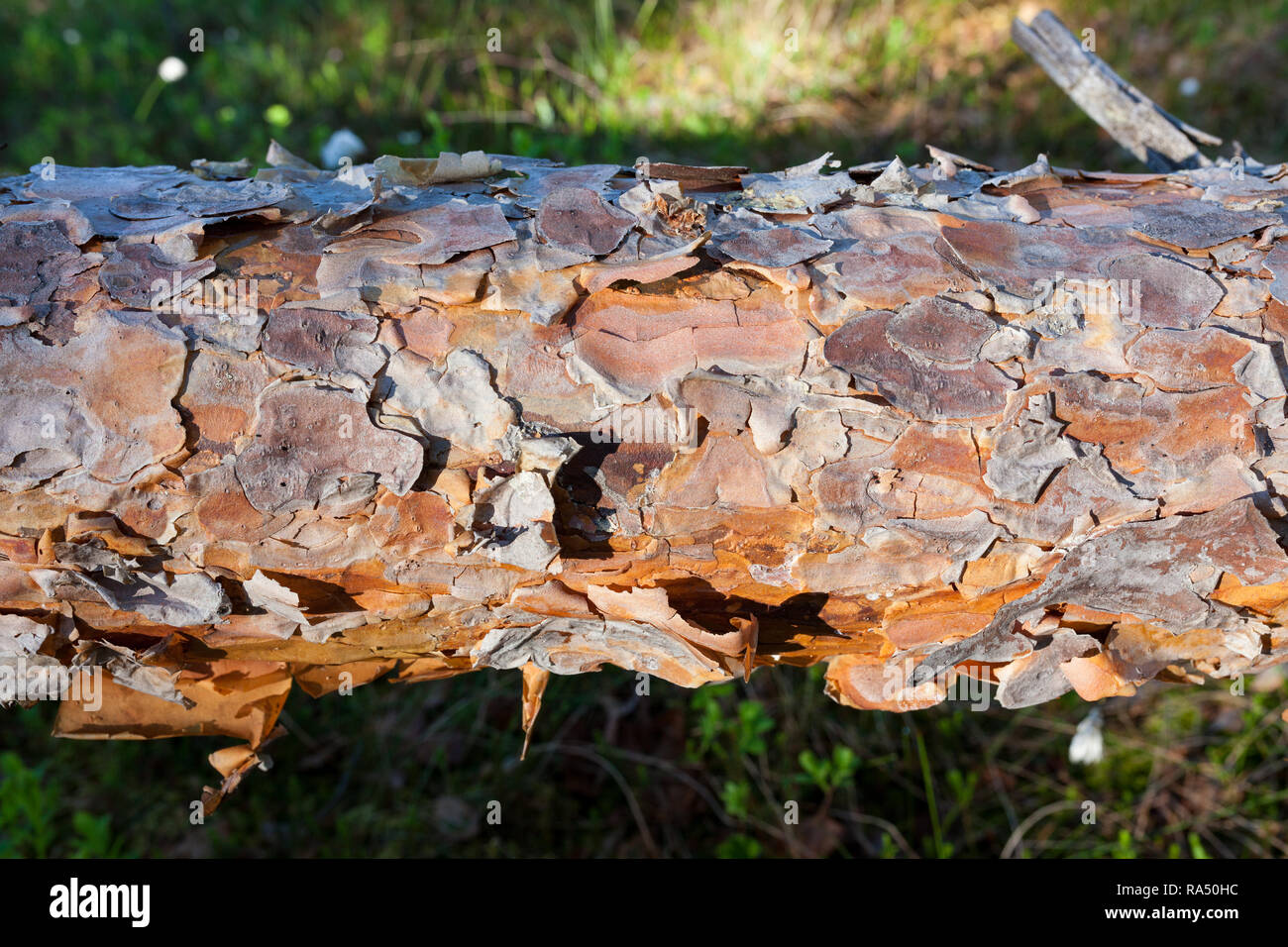 Pine tree trunk close-up at forest Stock Photo - Alamy