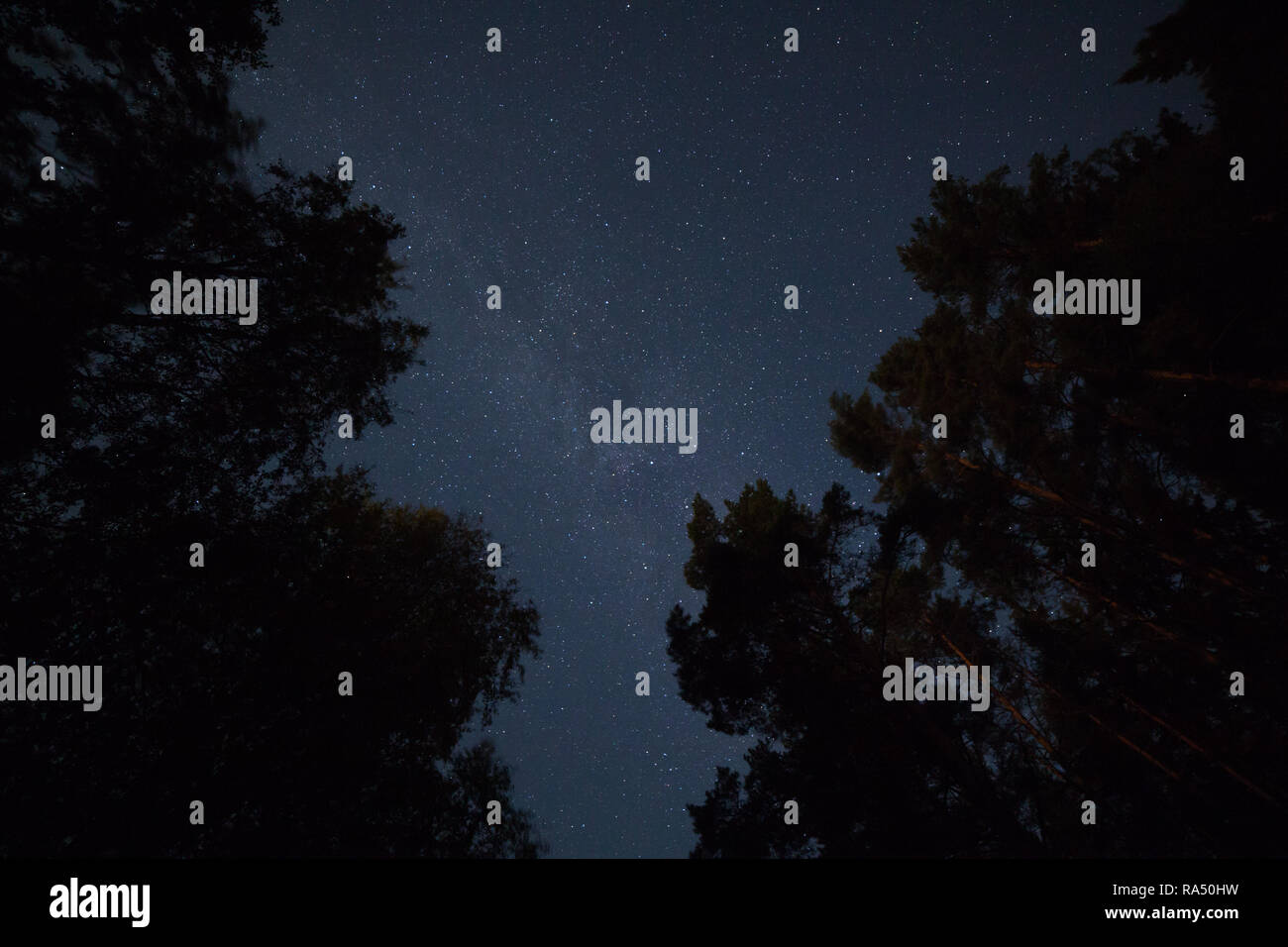 Starry sky in the forest Stock Photo - Alamy