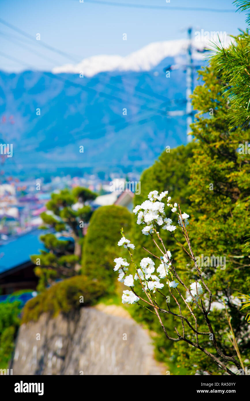 Small nature in Japan Alps. Japan Alps is located between Nagano and ...