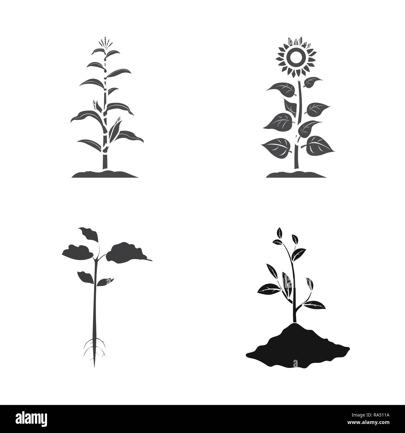 grow,root,cycle,development,seed,plant,bean,germinate,process,seedling ...