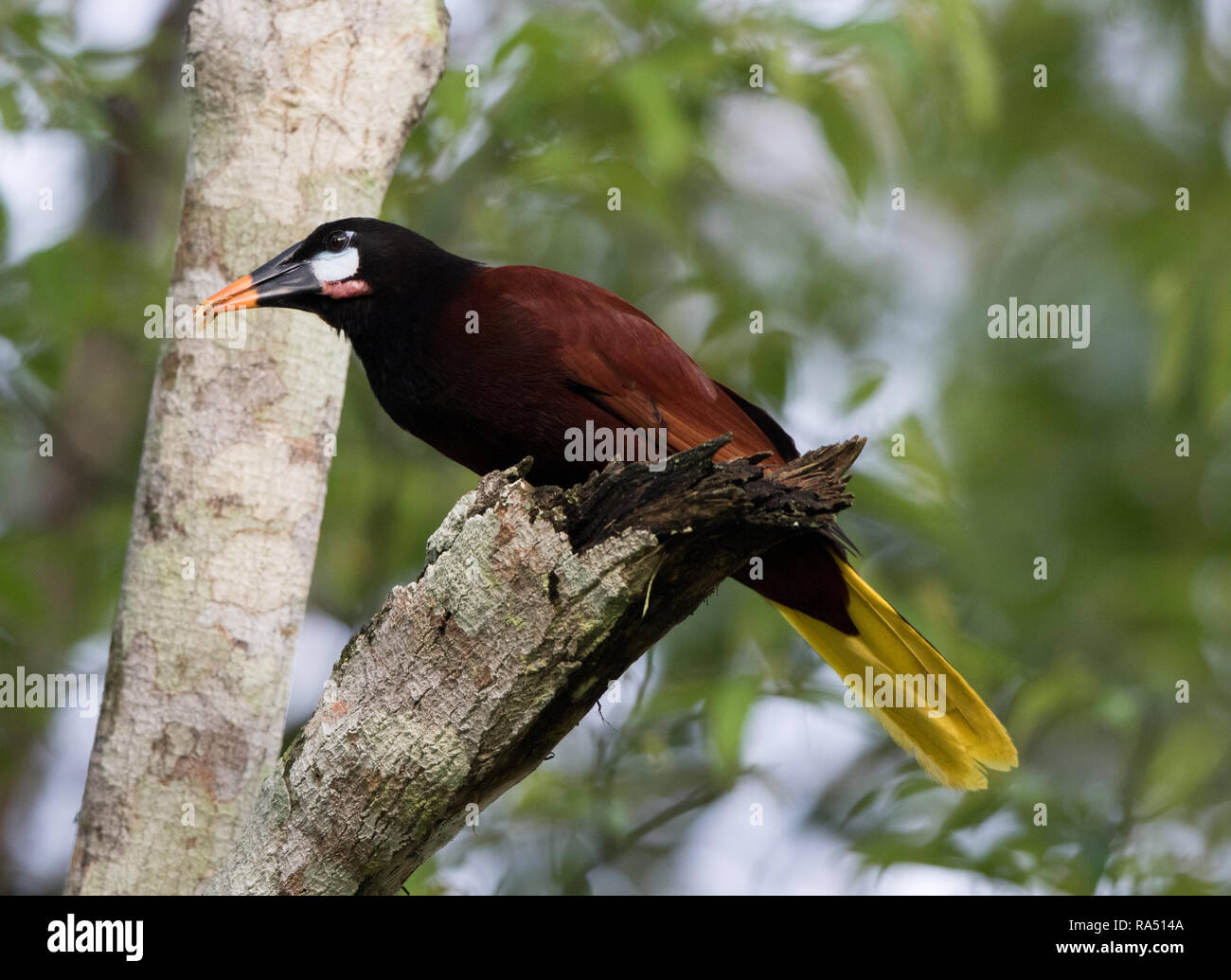 Montezuma oropendola hi-res stock photography and images - Alamy