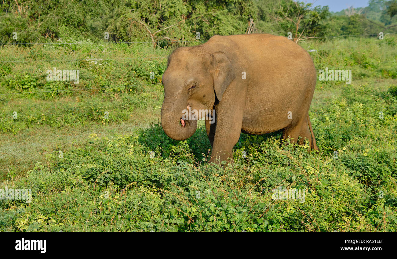 Right side way view of Sri Lankan elephant in green low bush. Animal is ...