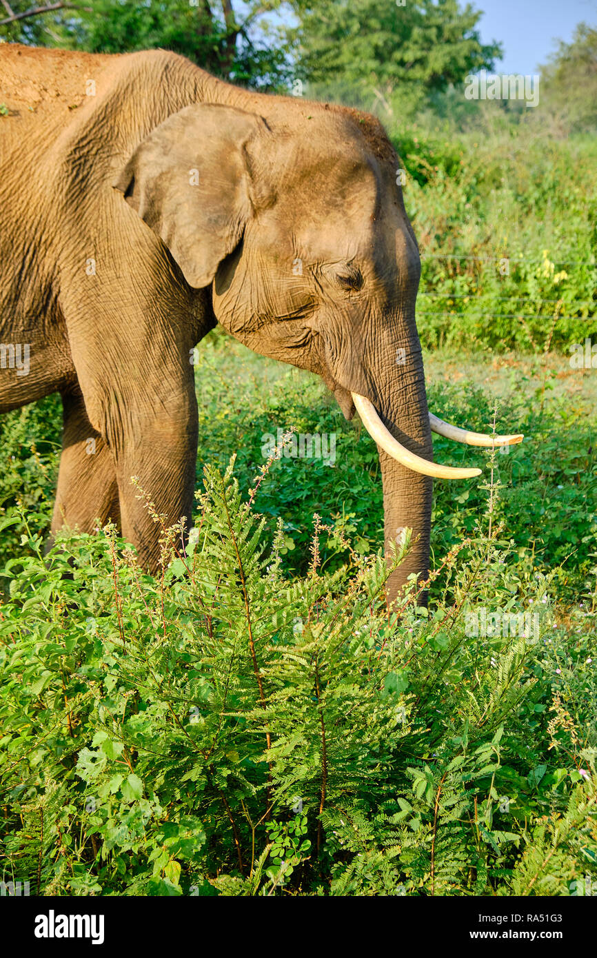 Elephant side view hi-res stock photography and images - Alamy