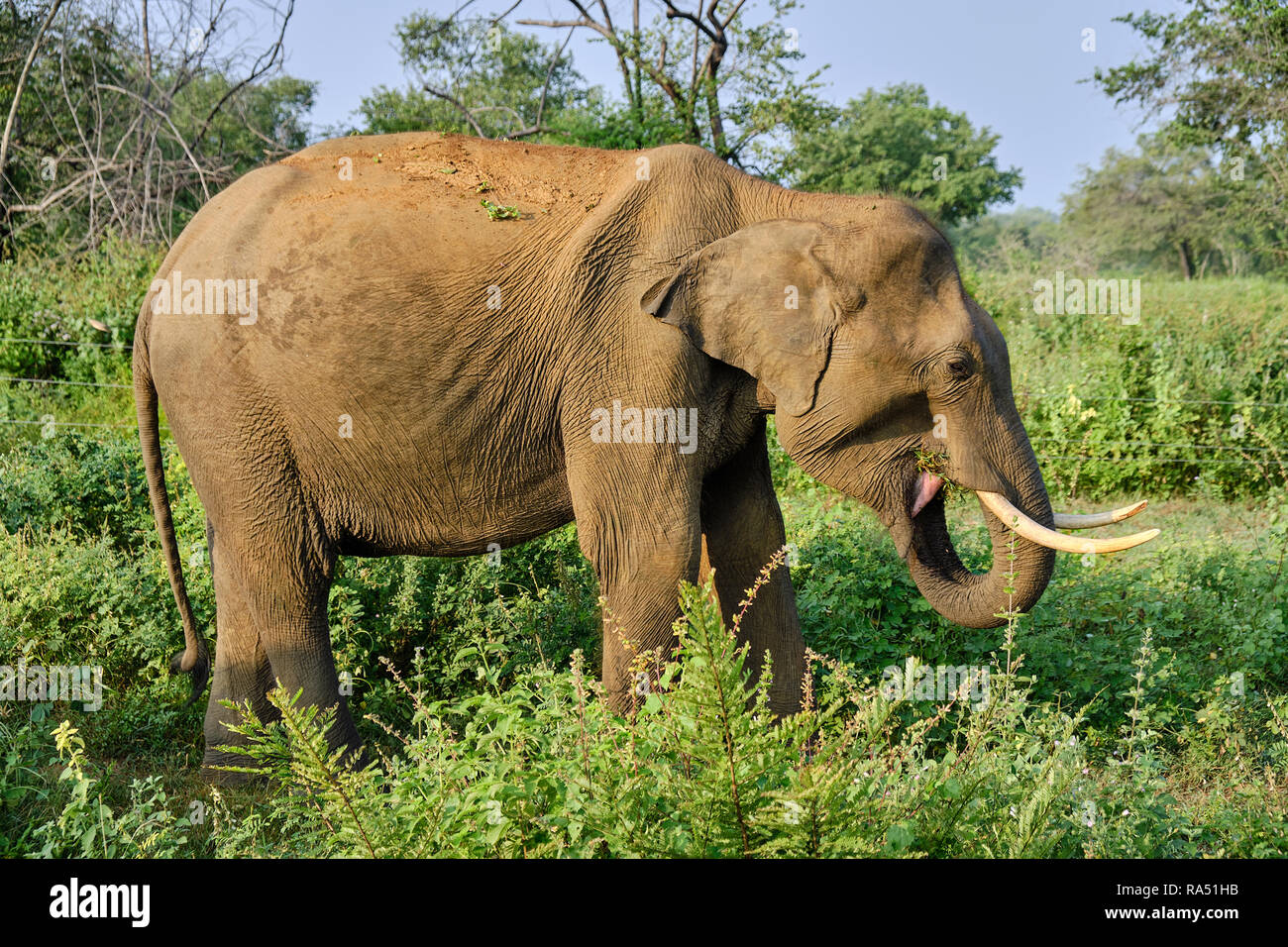 Elephant side view hi-res stock photography and images - Alamy