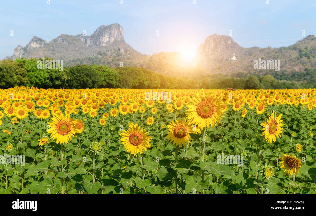 Sunflowers field farm with sunrise at Lop buri province, beautiful ...