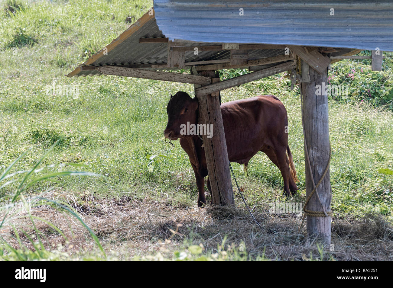 Tethered animals hi-res stock photography and images - Alamy