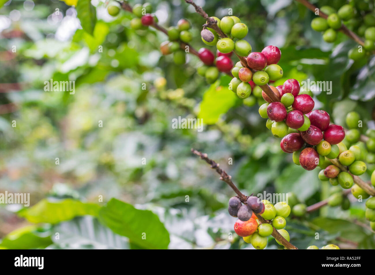 Costa rica coffee production hi-res stock photography and images - Alamy