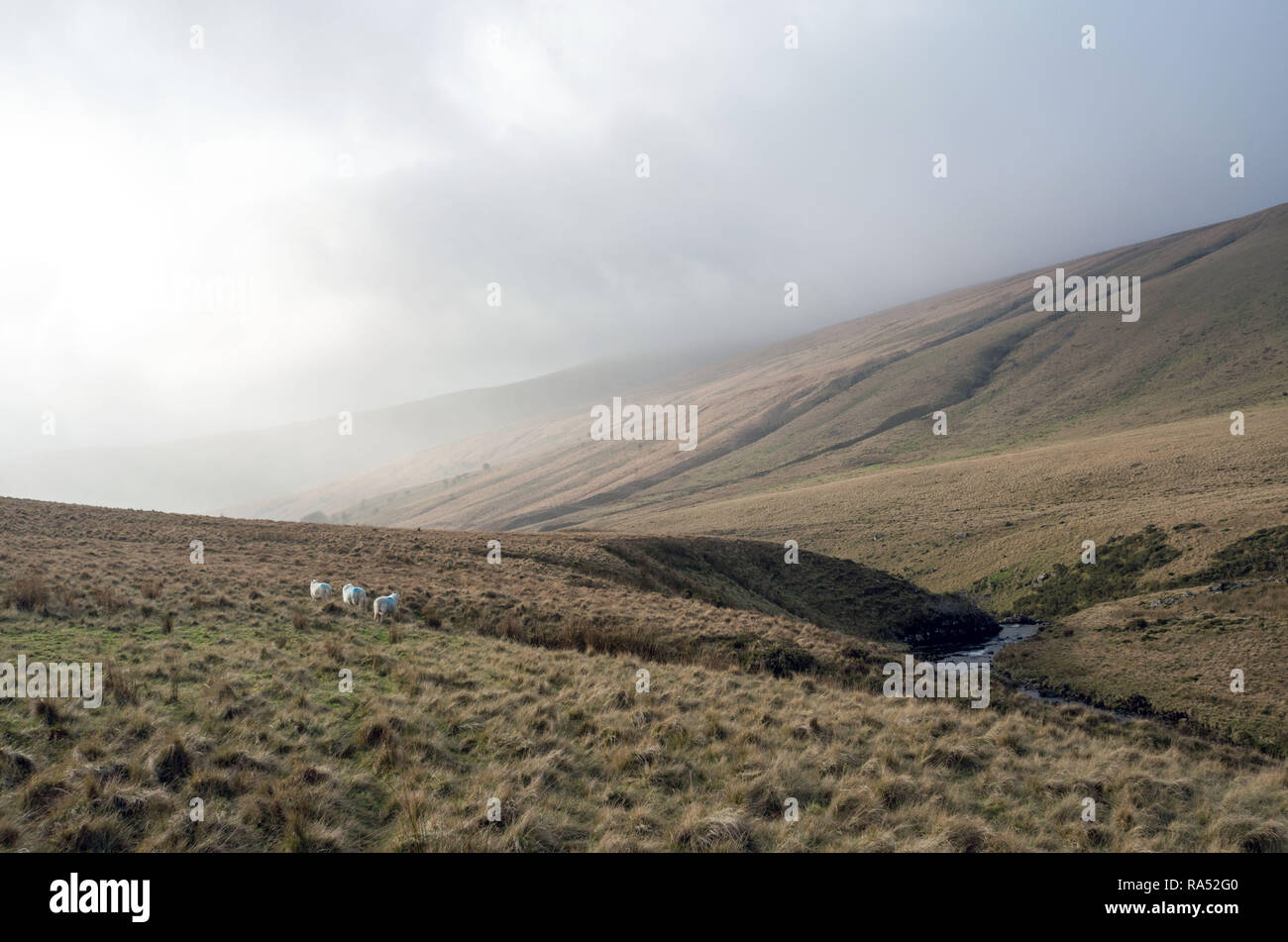 sheep in the mountains (brecon beacons national park, wales Stock Photo ...