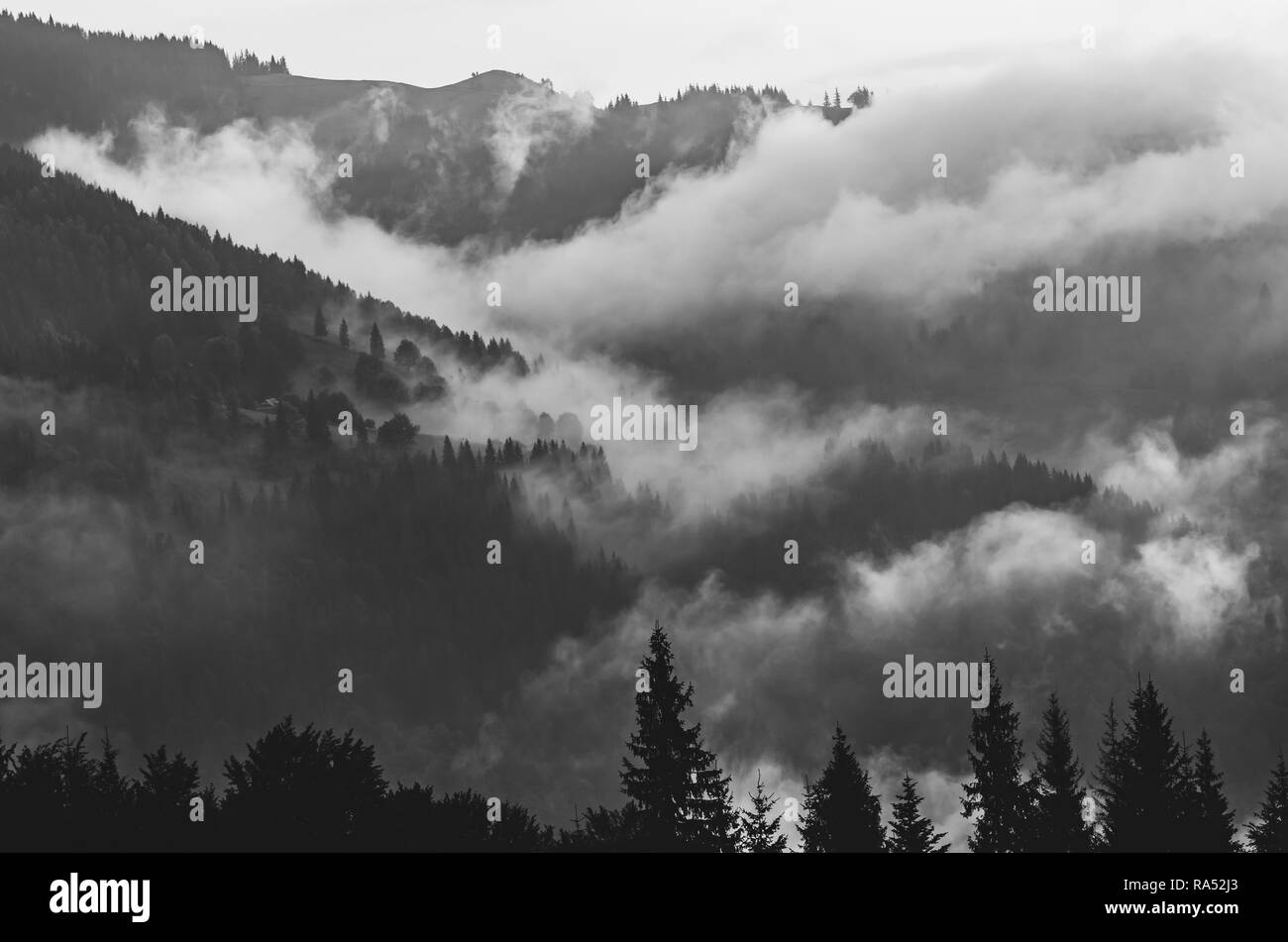 Scenery landscape mountain coniferous Black and White Stock Photos ...
