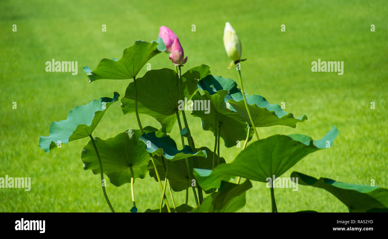 Lotus Flower lily wellness Stock Photo - Alamy