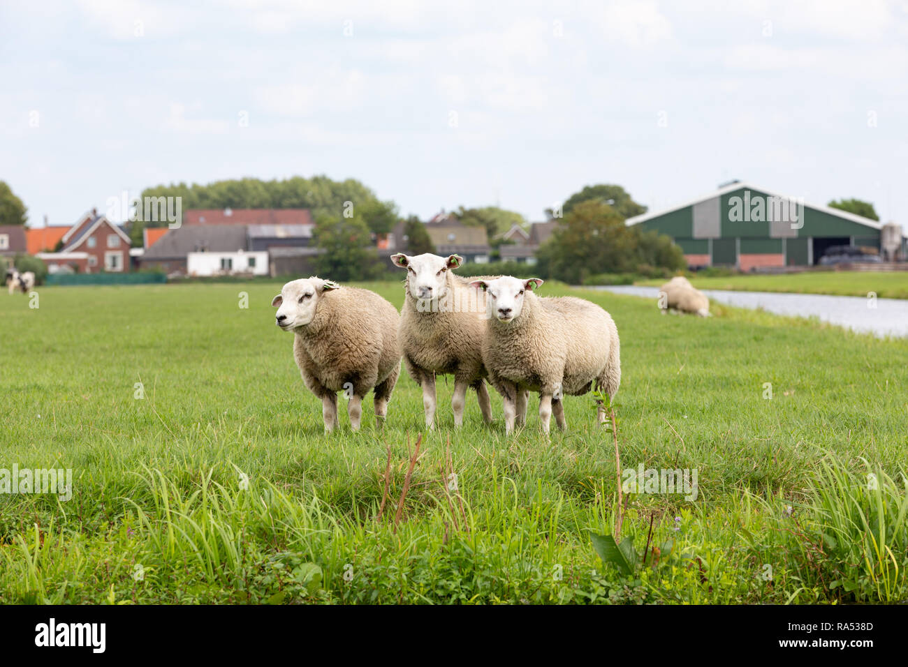 3 staring white sheeps in a grass pasture farmland in the village of ...