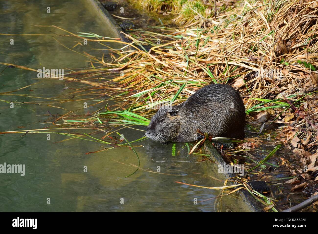 Nutria rat hi-res stock photography and images - Alamy