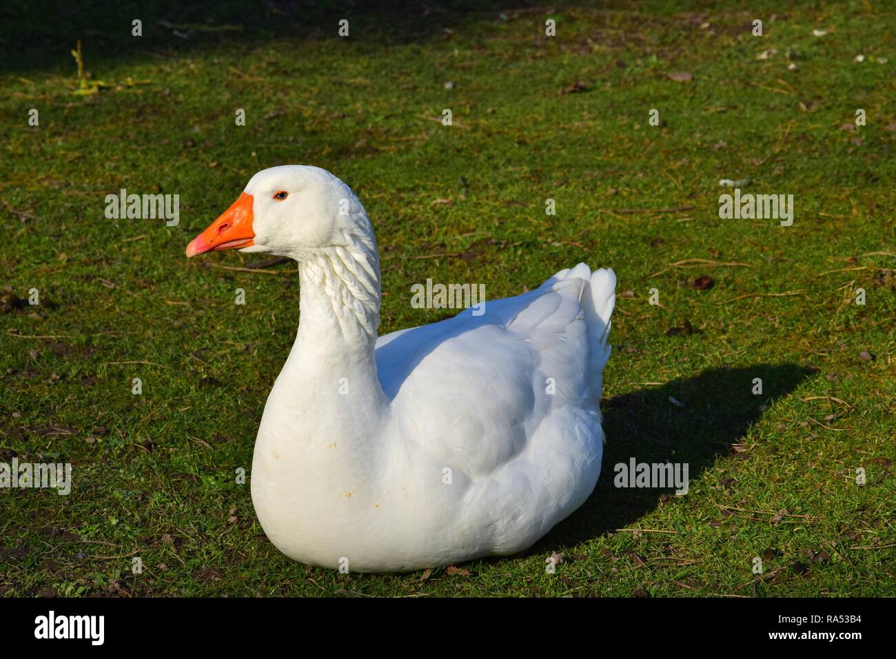 Goose eyes hi-res stock photography and images - Alamy
